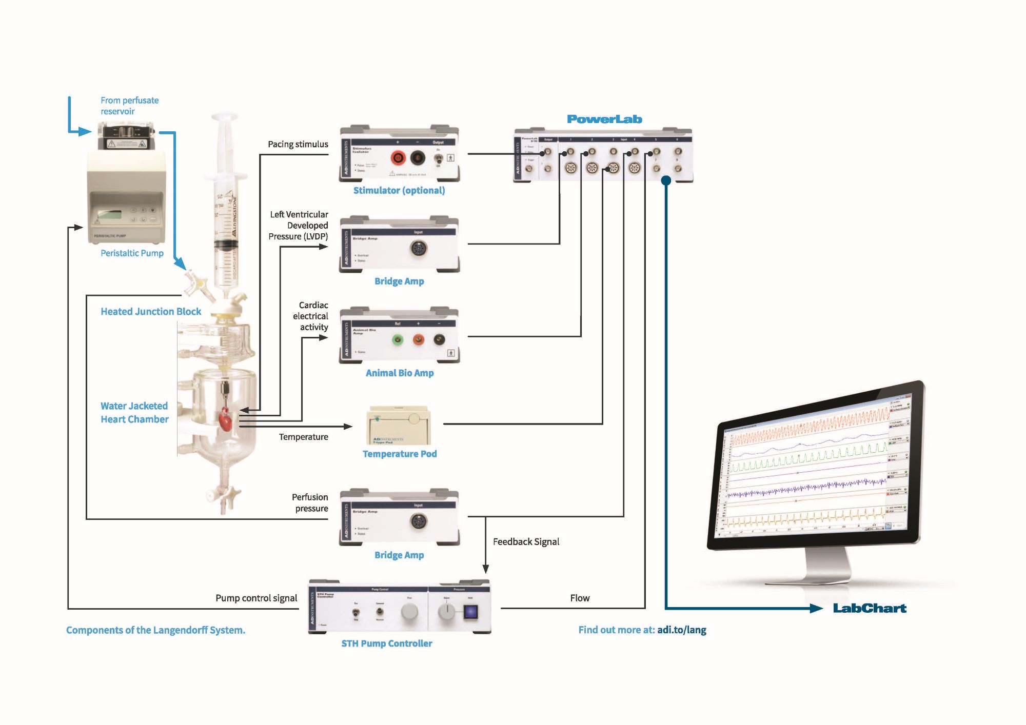 Langendorff isolated heart experimental considerations | Retrograde heart perfusion | ADI